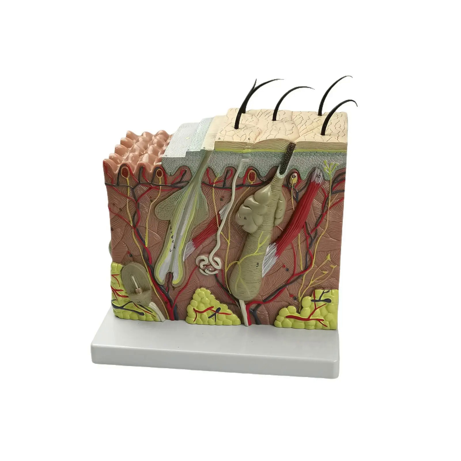 PVC 70X Life Size Anatomical Human Skin Block Model Dermatology Anatomy ...