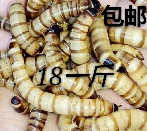 Live Tenebrio molitor, Bread Bug, Barley Bug Pet Snacks, Palace-keeping ...