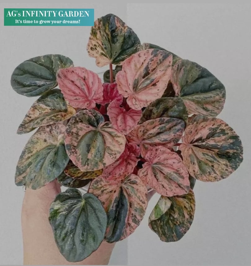 Peperomia Pink Lady ( LUZON ONLY ) with FREE Plastic pot, Garden soil ...
