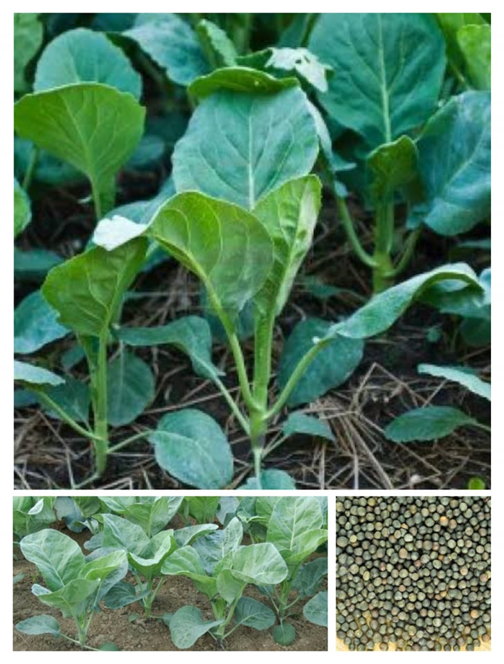 BUY ONE TAKE ONE! Chinese KALE Seeds for Planting (15 seeds) VEGGIES ...