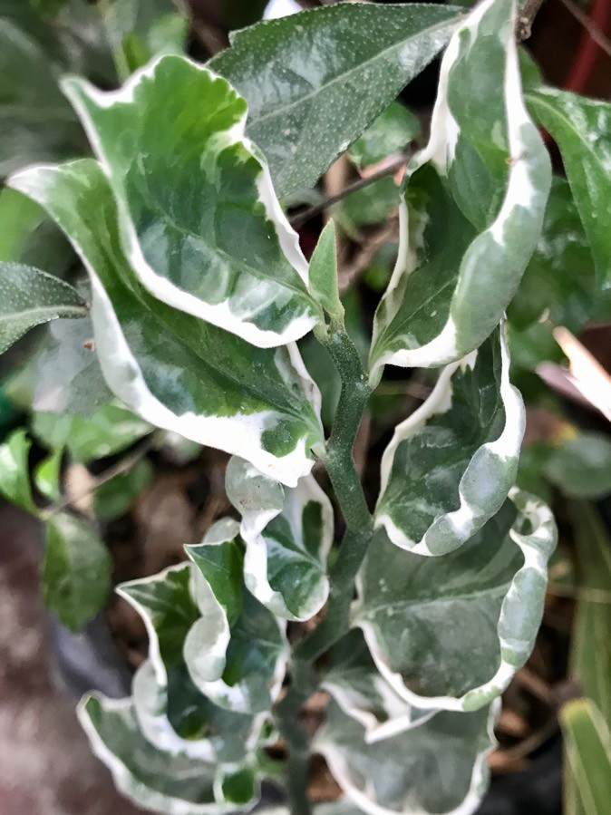 Euphorbia Devils Backbone Curly - Devils Backbone medium size ships ...