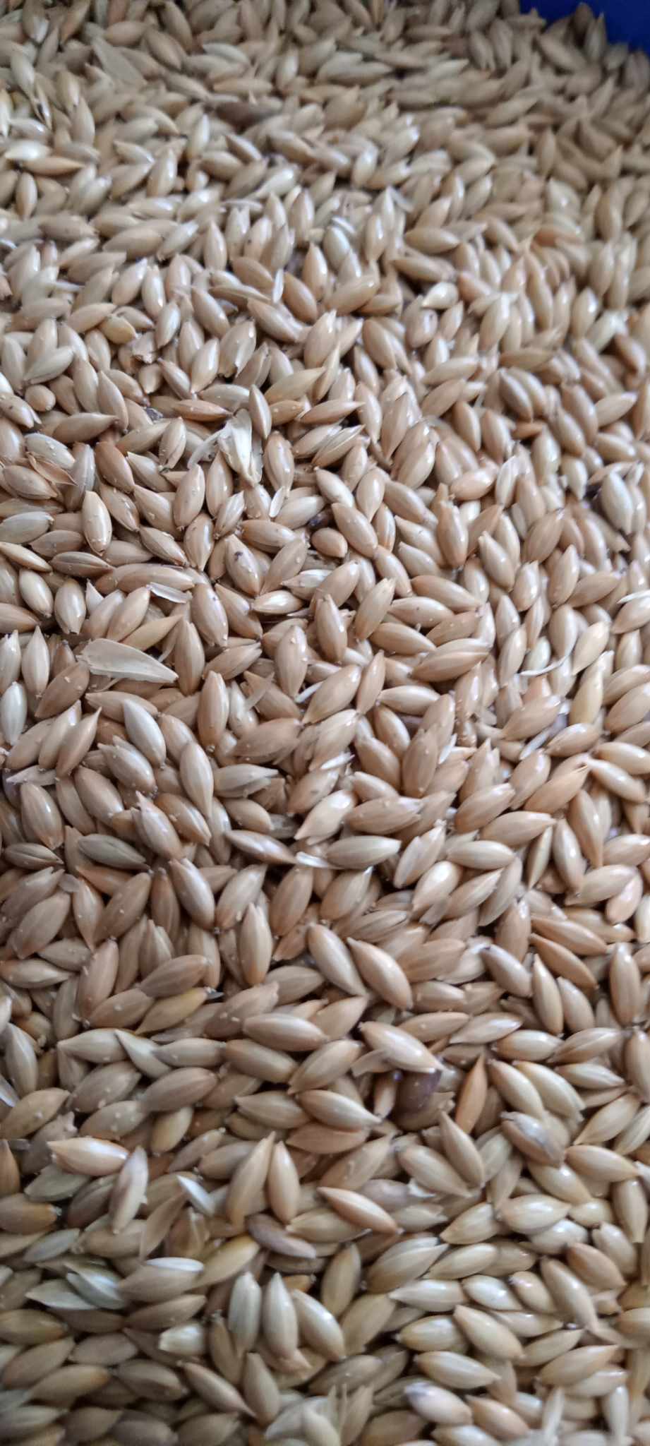 Pure canary seed 100% canary seeds repacked (500g/1kg) | Lazada PH