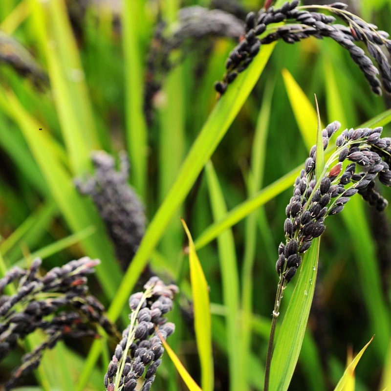 buy one get one free，50 seeds (not plants) Authentic Black Glutinous ...
