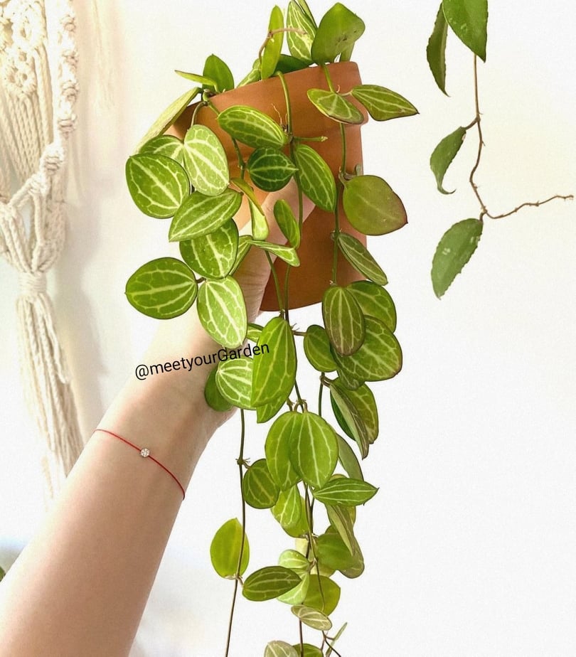 Hoya Watermelon with FREE white plastic pot, pebbles and garden soil ...