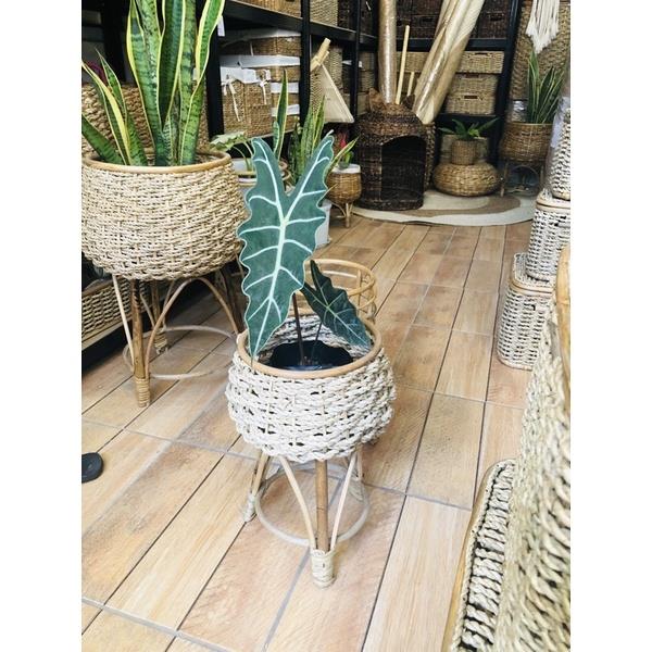 Native Rattan planter | Lazada PH