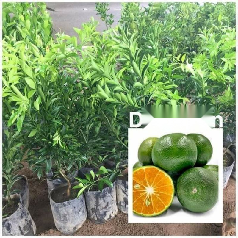 Dalandan/dalanghita grafted seedlings Dwarf Var | Lazada PH