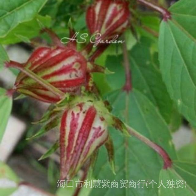 50 Seeds (buy 2 get 1 free) Roselle Candy Stripe • Edible • Cn for Sale ...