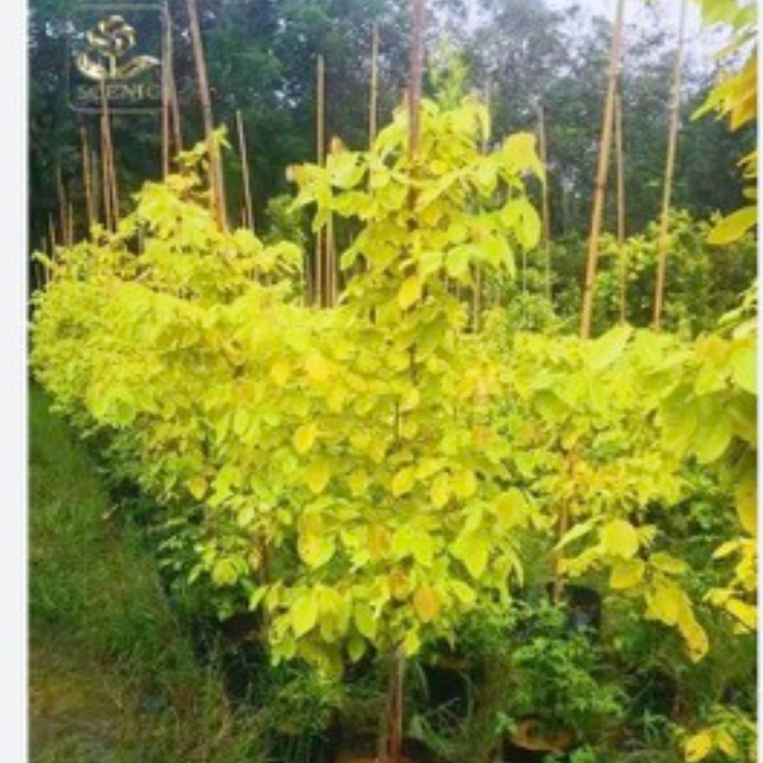 Desmodium or Yellow or Golden Legume tree JAPANESE TREE 10 Pieces seeds ...