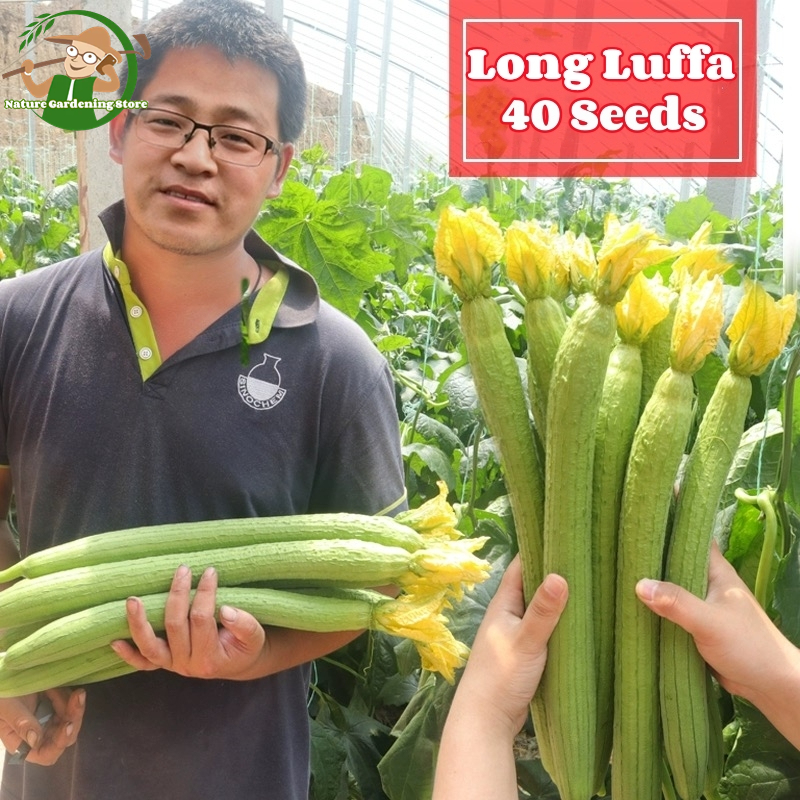 Long Luffa Seeds for Planting (40 Seeds) - High Yield Rare Long Variety ...