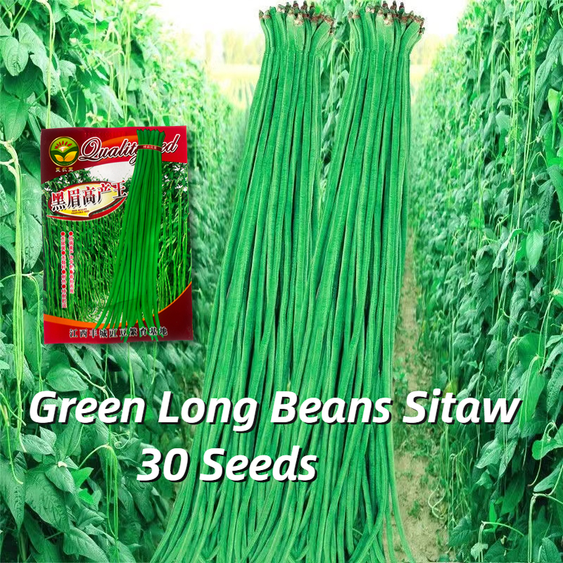 High Yield Green Long Beans Seeds Cowpea Seed (30 Seed) 爬藤长豆角种子 Biji ...