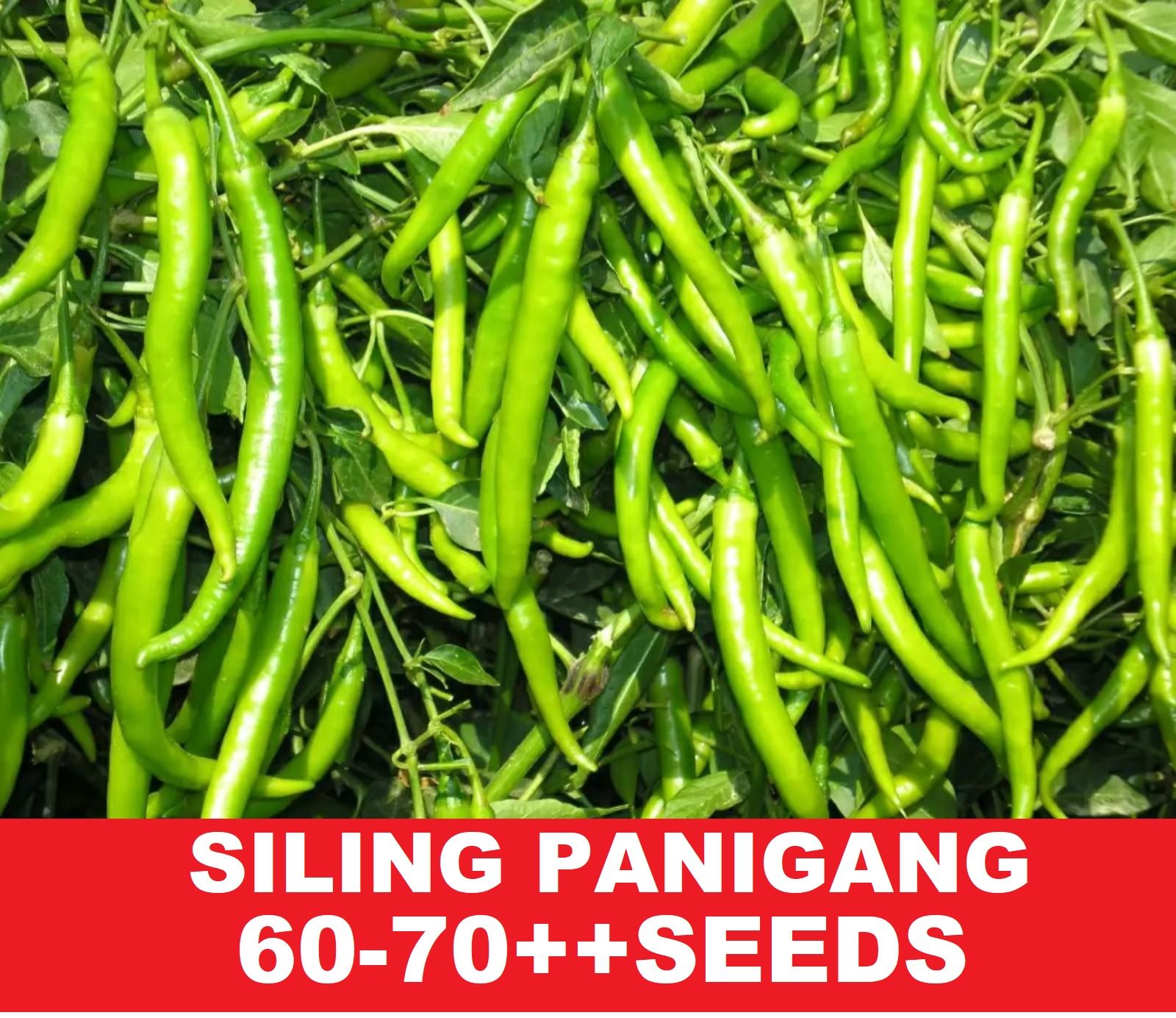 *INTRODUCTORY SALE!!!* 60-70++ SEEDS SILI PANIGANG BEST F1 HYBRID ...