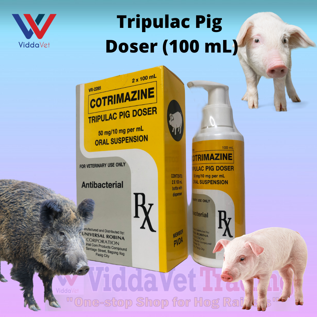Thyroid Medicine From Pigs at Alyssa Dalziel blog