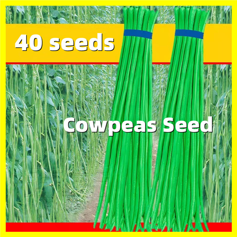 Cowpea Seeds - 40 Seeds Dwarf Sitao Vegetable Seeds for Gardening Long Green Variety Pole Sitao ...