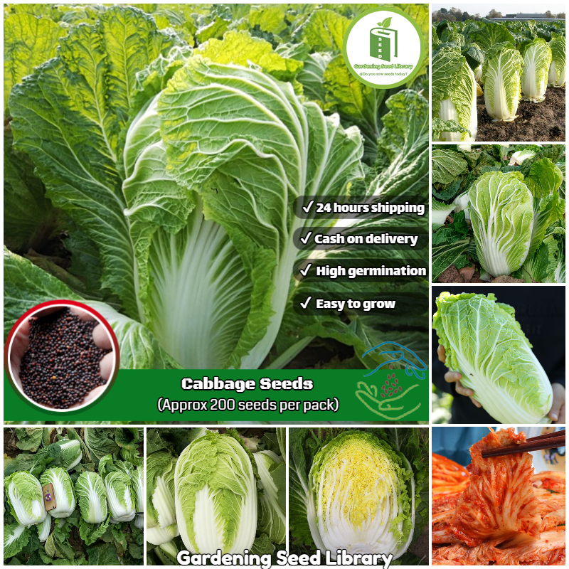 [COD Ready Stock] Chinese Cabbage Seeds for Planting Vegetables (Approx ...