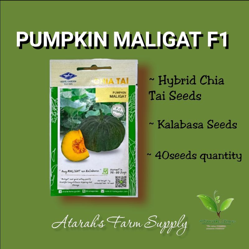 Hybrid Chia Tai Pumpkin Maligat (Kalabasa) Seeds | Lazada PH