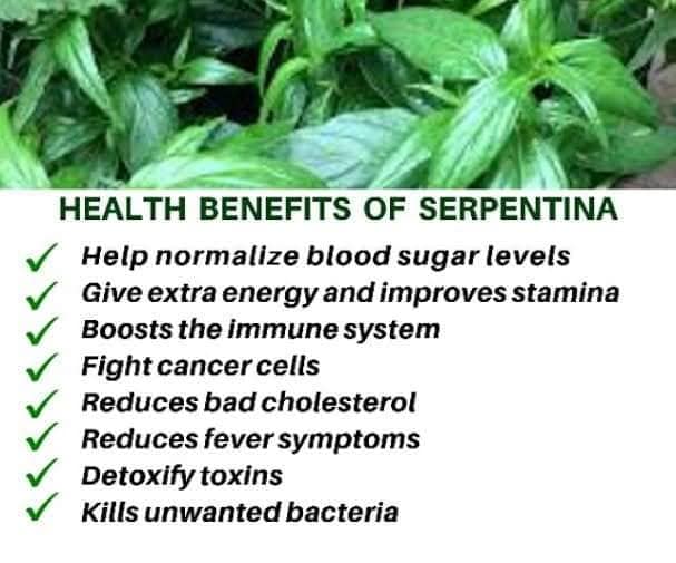 2 BOTTLES ORIGINAL SERPENTINA Food Supplement 500mg 100 Capsules in ...