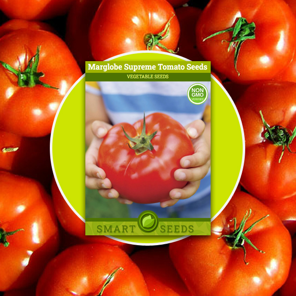 Marglobe Supreme Tomato Seeds - Tomato Vegetable Seeds - Heirloom Seeds ...