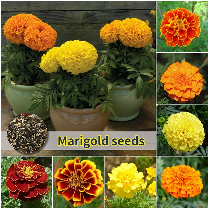[Easy to grow in the Philippines] Marigold Seed 70pcs Mixed Color ...