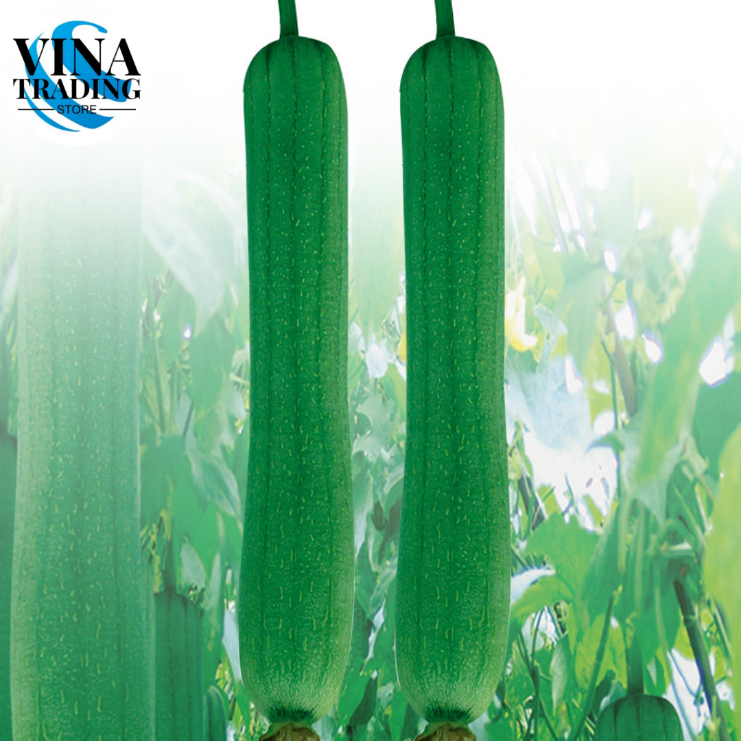 Patola Smooth Seeds(20seeds) - smooth patola seeds Vegetable Seeds ...