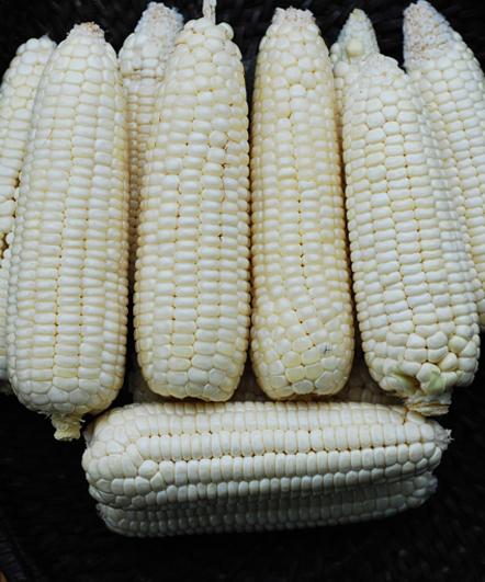 WHITE LAGKITAN CORN - (30 seeds) Waxy Corn | Lazada PH