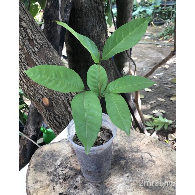 Rambutan tree seedlings-50 seeds sweet variety | Lazada PH