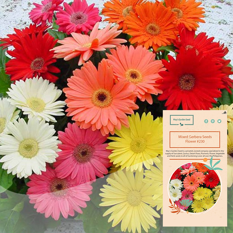 Mixed Gerbera Seeds, Flower Seeds#230 | Lazada PH