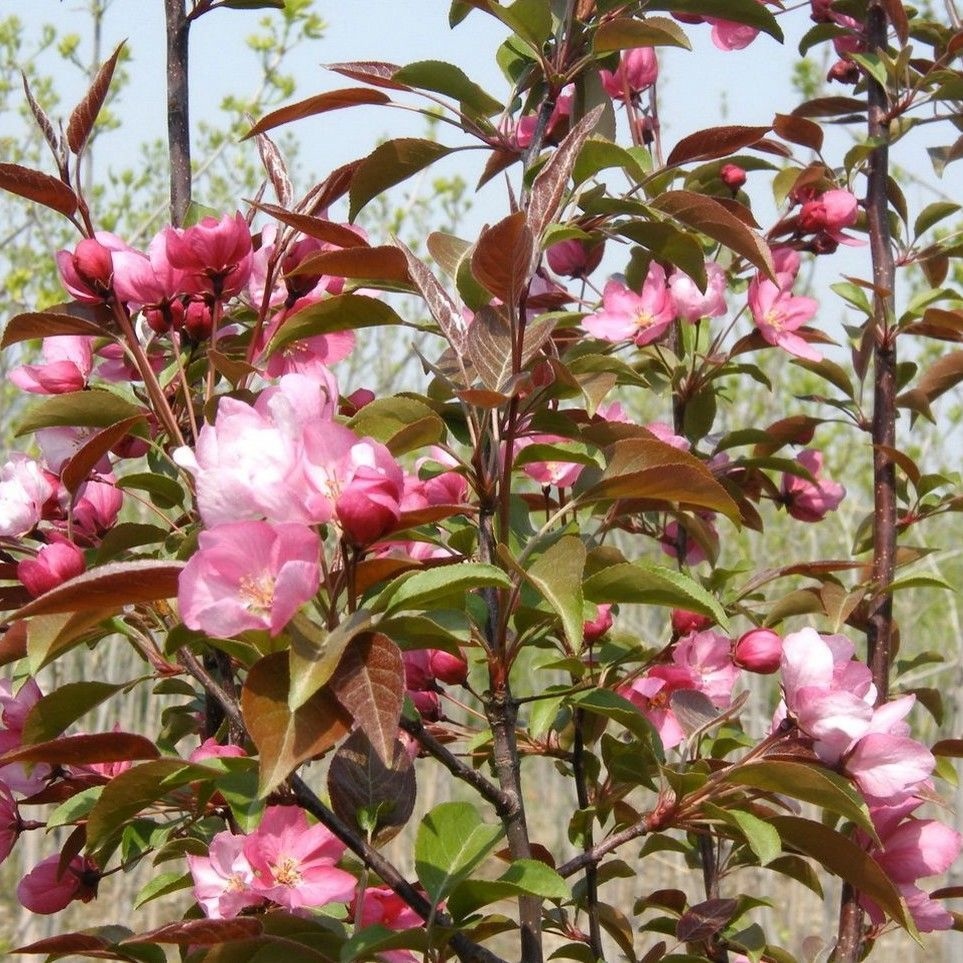 Sit in Chinese flowering apple trees planted hang silk hitom went to ...