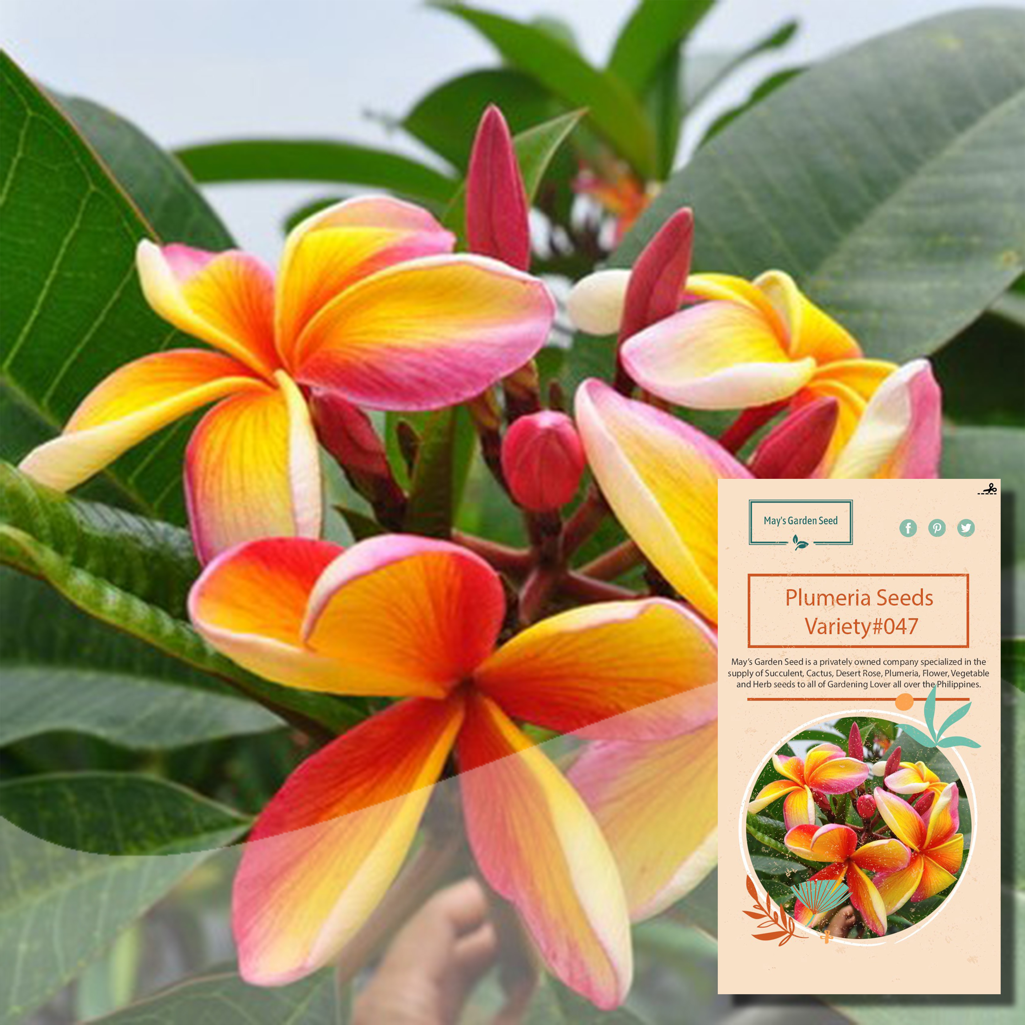 Red Yellow Orange Stripe Color Kalachuchi Seeds, Plumeria Seeds ...