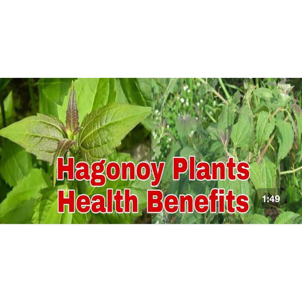 FRESH HAGONOY LEAVES ( Chromolaena odorata) 30 leaves | Lazada PH