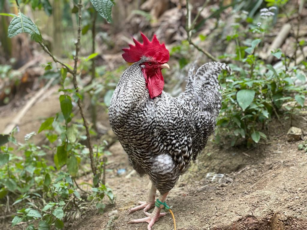 Rhode Island Red, Black Australorp, Barred Plymouth Rock: fertilized ...
