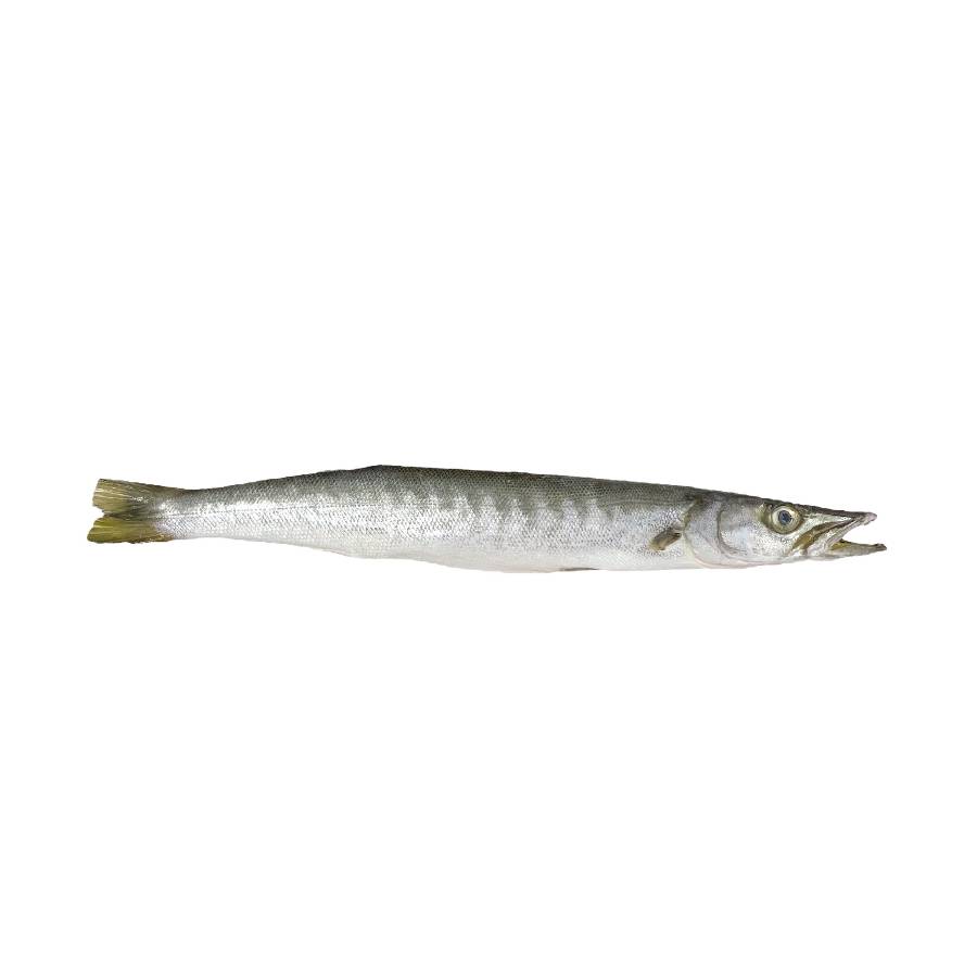 Frozen Torsillo "Barracuda" Cleaned (300-400g) | Lazada PH