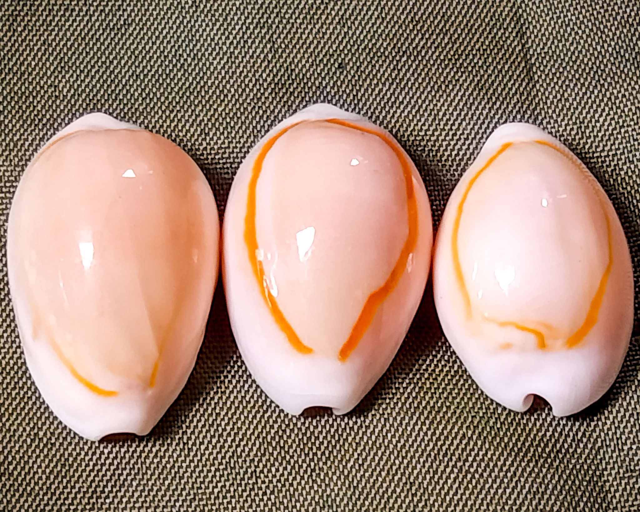 Sungka Sigay Shells | Lazada PH