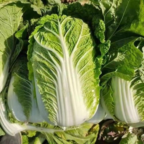 50pcs Sun Star Chinese Napa Cabbage / Pechay Baguio Vegetable Seeds ...
