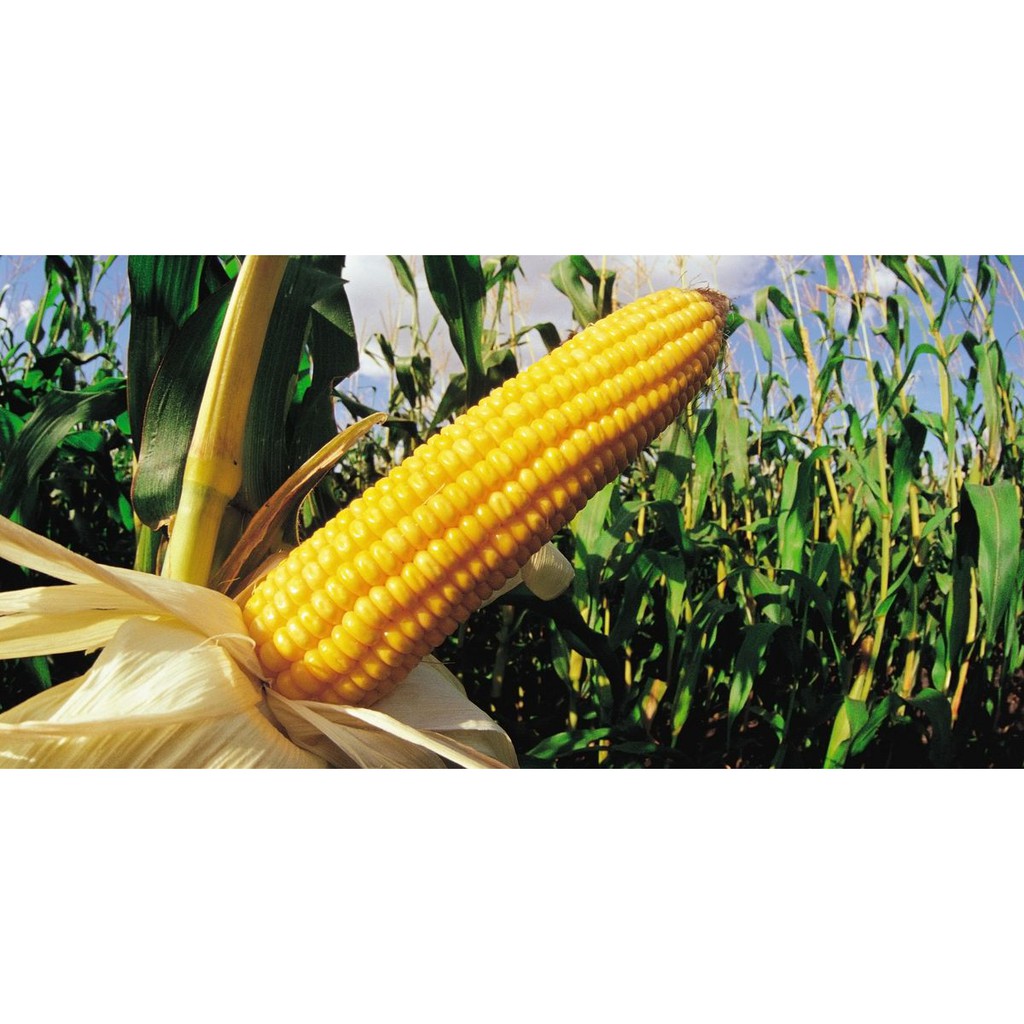 Sweet Yellow Waxy Corn Mais Vegetable Seeds ( 50 seeds ) | Lazada PH