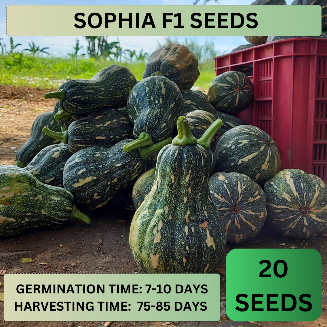 VALUE PACK (10 SEEDS) SOPHIA F1 SEEDS/FOR PLANTING/KALABASA VARIETY | Lazada PH
