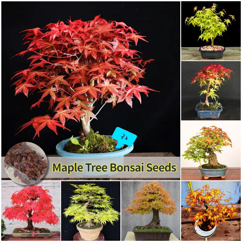 [Fast Germination] 35pcs Maple tree seeds for sale Rare Japanese Maple ...