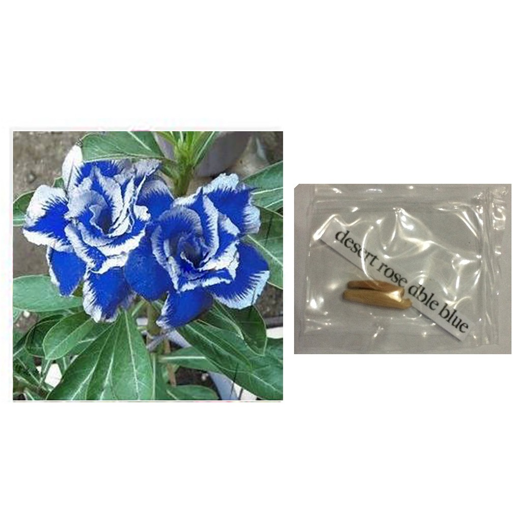 rare blue desert rose cactus adenium obesum double flower seeds | Lazada PH