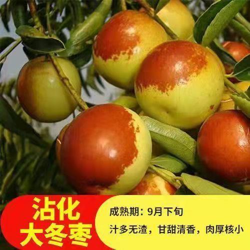 Jujube live seedlings Zhanhua winter jujube grafted extra-large sweet ...