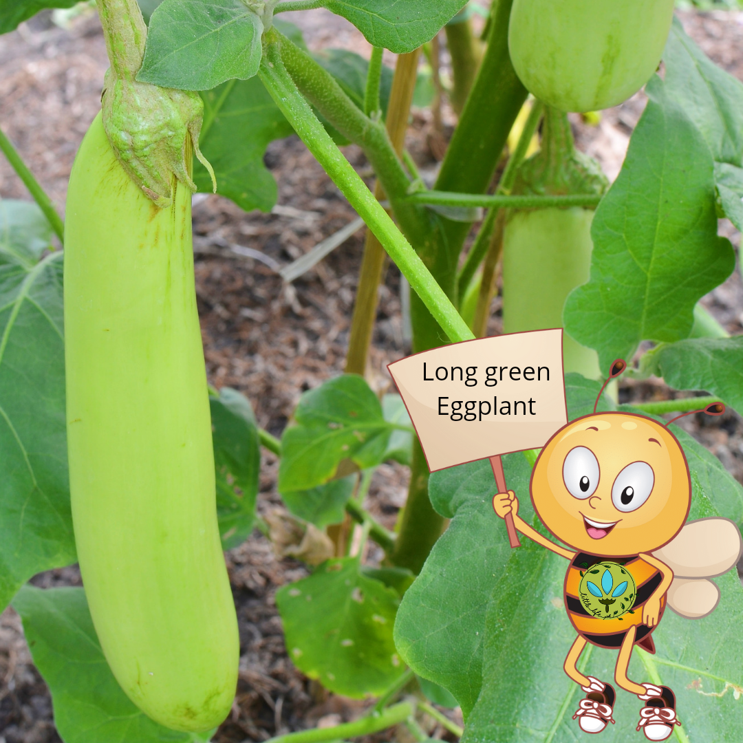 talong long green binhi pantanim 10 seeds outdoor vegetable garden ...