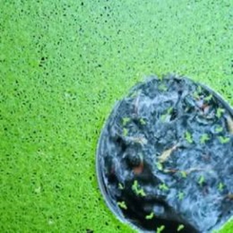 Duckweed Floating Aquatic Plant | Lazada PH