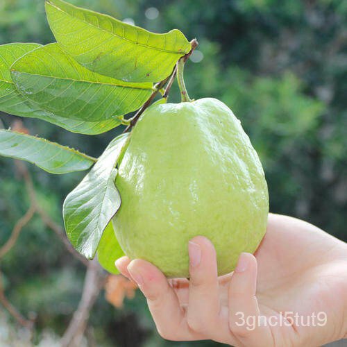 【Malaysia100% Original】Guava Seeds Rare Fruit Tree Seeds Seedlings ...