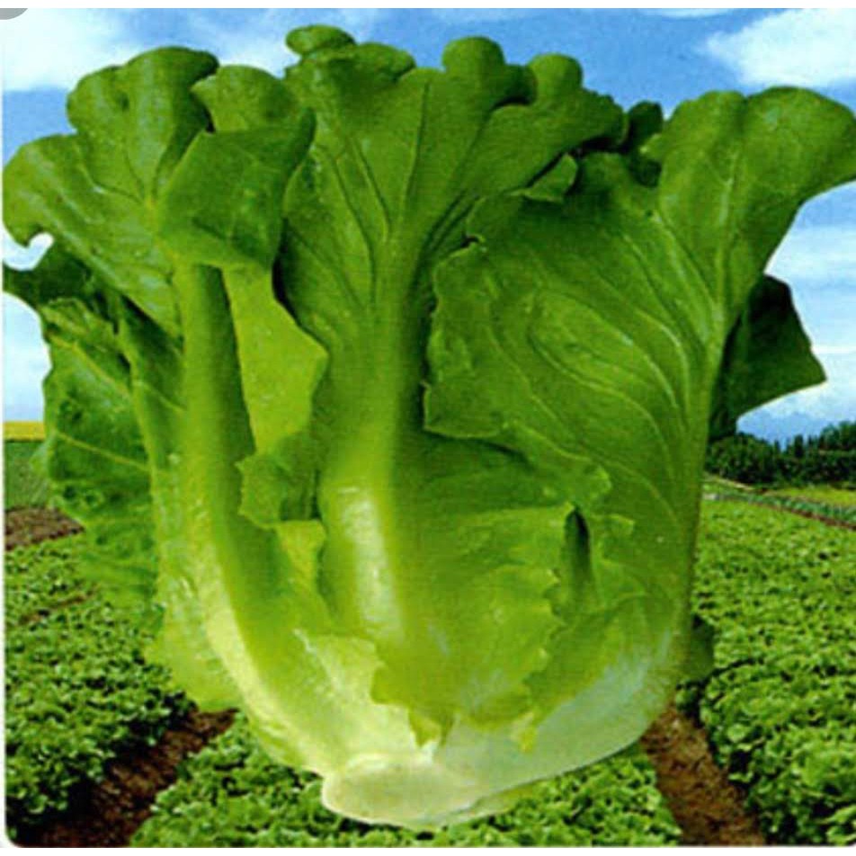 50 seeds (not live plants) Italian lettuce seeds vegetable seeds | Lazada