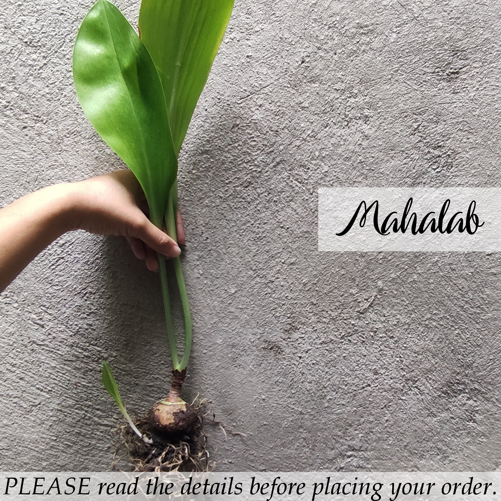 Mahalab Plant (Uprooted Bulb) | Lazada PH