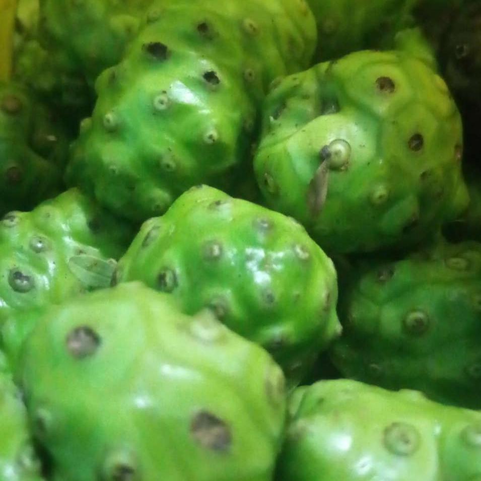 Noni (apatot) fruit seed for planting 20pcs | Lazada PH
