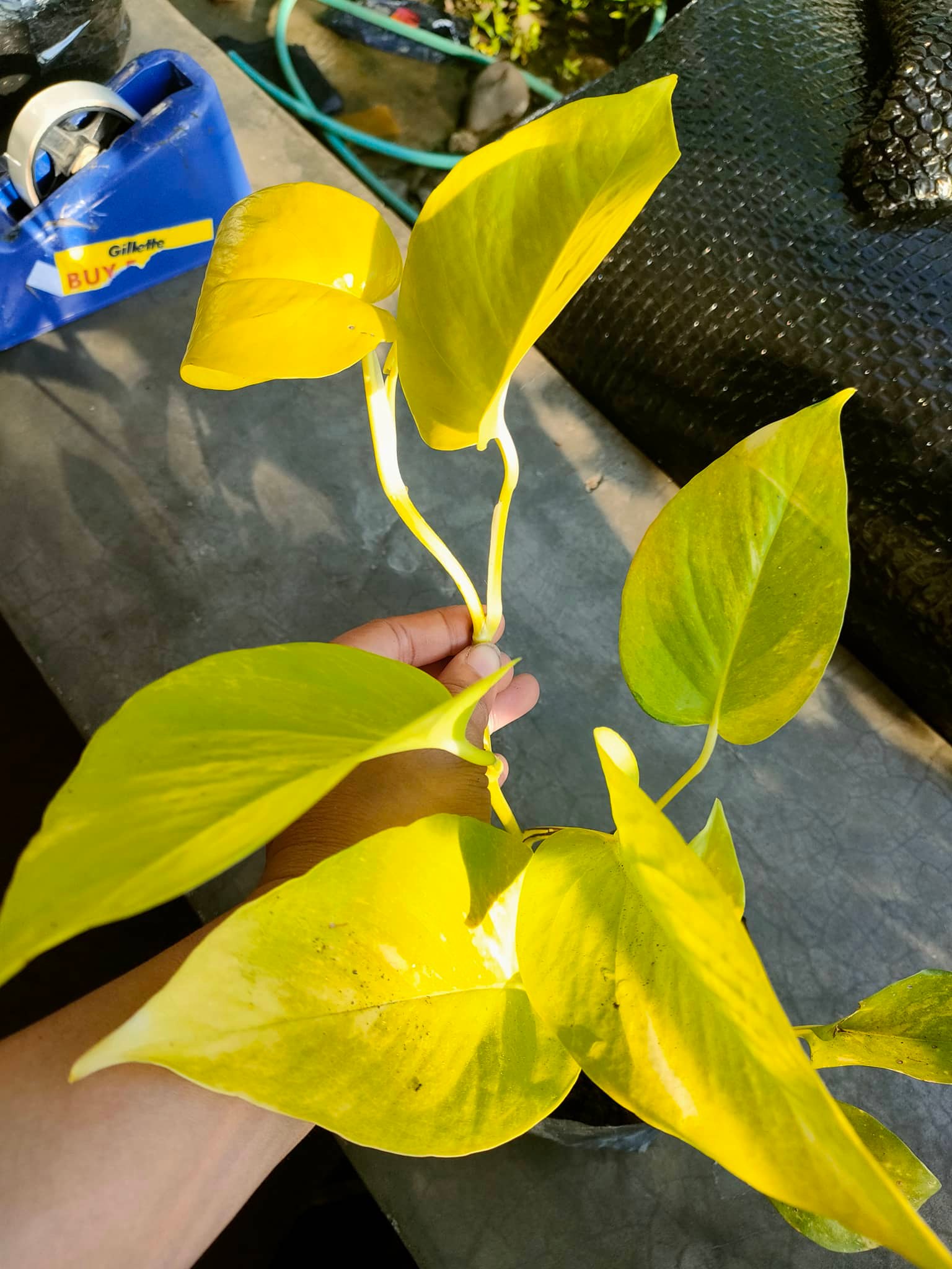 NEON POTHOS MARBLE POTHOS AND GOLDEN POTHOS-INDOOR OUTDOOR PLANT-REAL ...