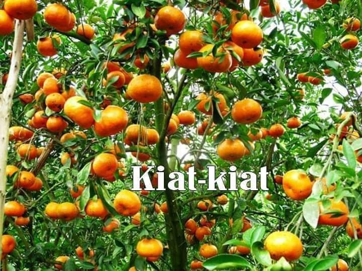 Kiat-kiat | Lazada PH