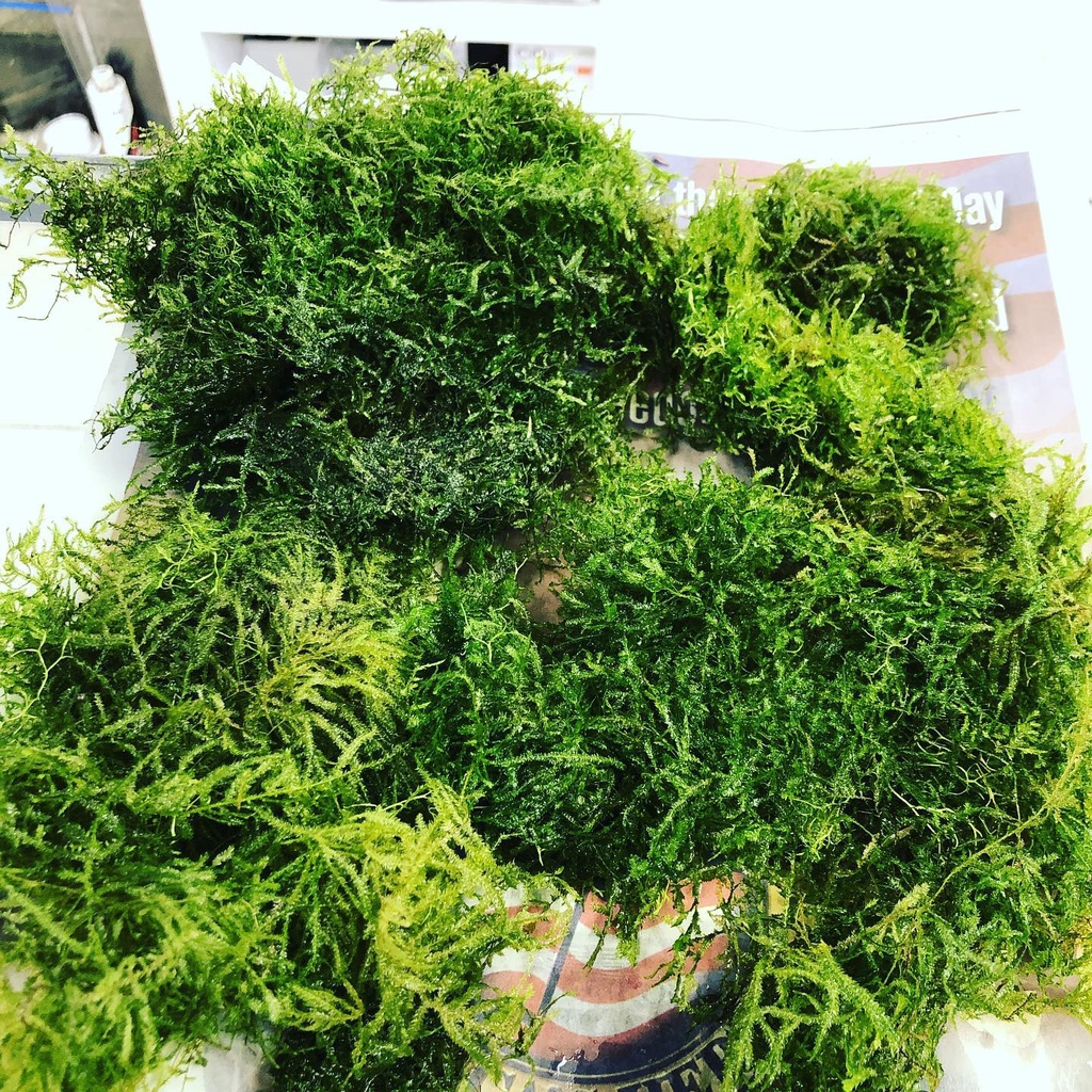 Java Moss Tub | Lazada PH