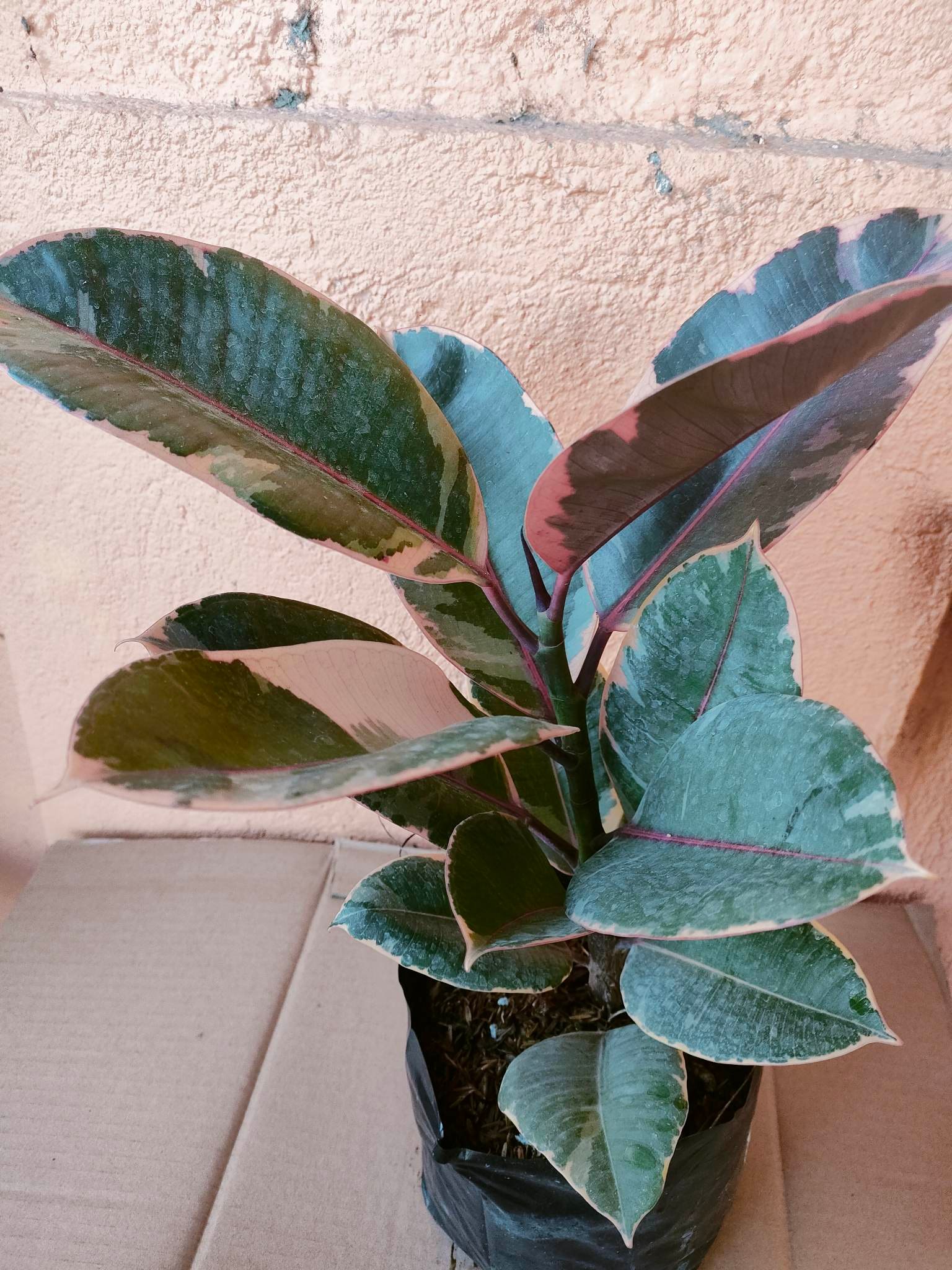 Rubber Tree Variegated ( FICUS AUDREY RUBY BELIZE ) Real or Live ...