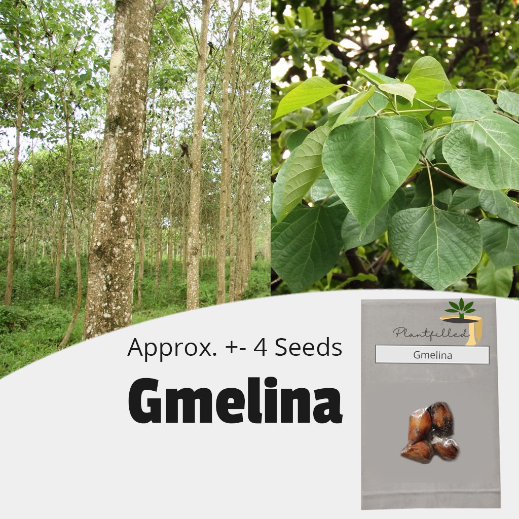 [Plantfilled] Gmelina Seeds for planting | Tree | buy one get one free ...