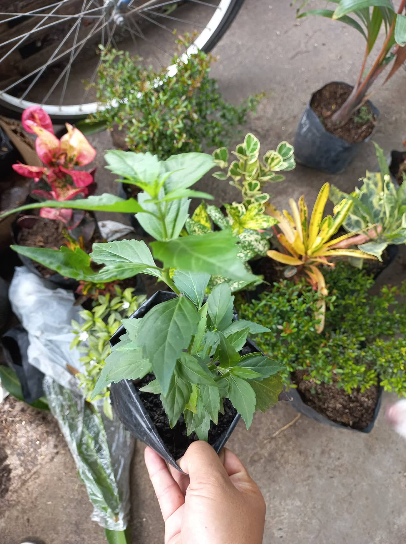 TAHEEBO MEDICINAL PLANT LIVE PLANT LIVE PLANTS LIVE PLANTS | Lazada PH